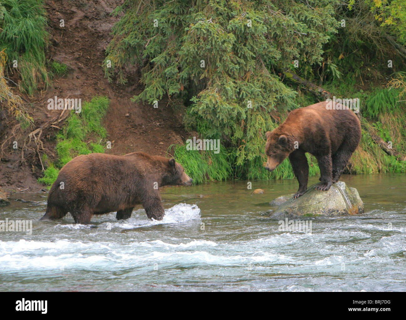 Bear grizzly trophy hi-res stock photography and images - Alamy