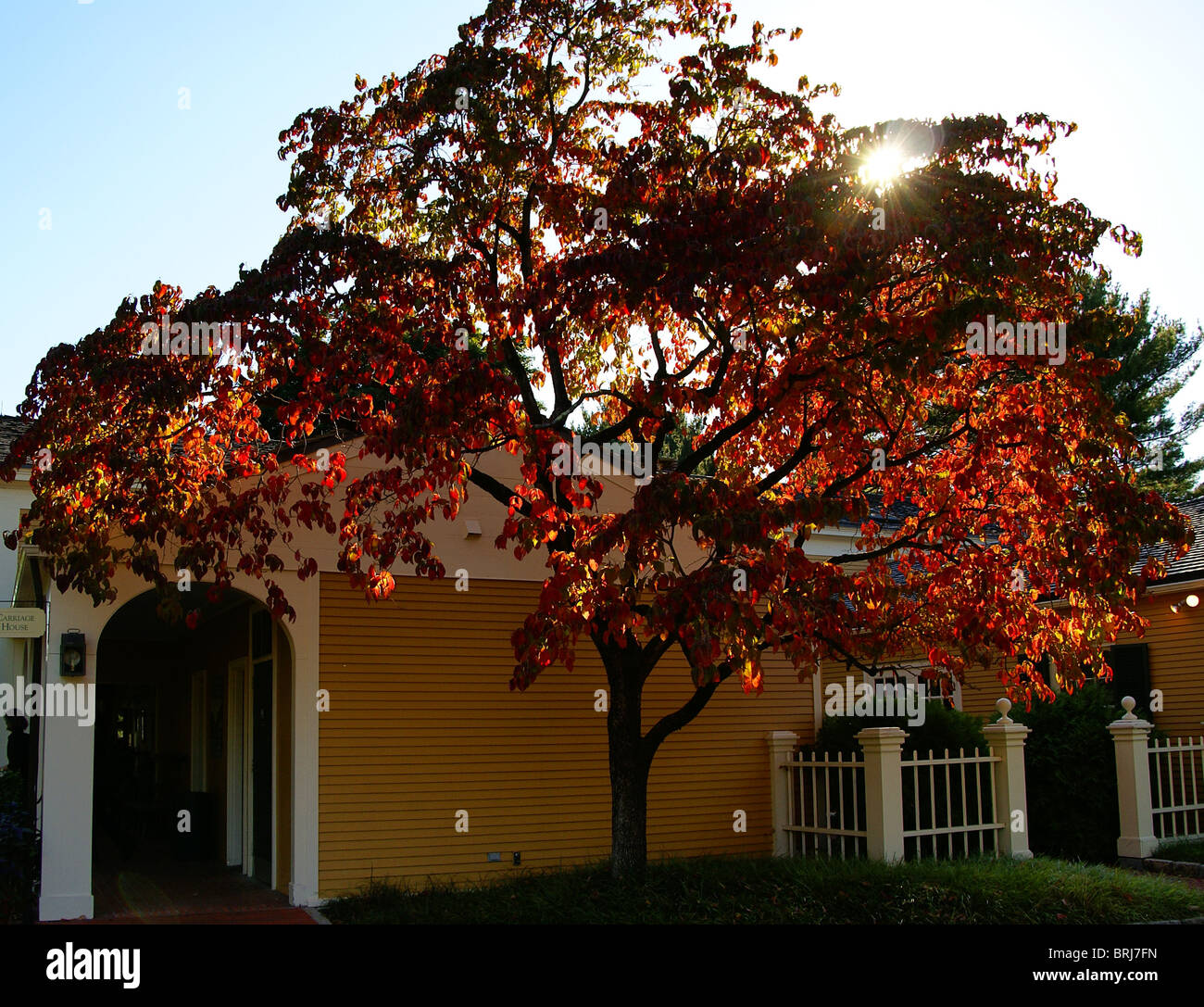 Tree in a sun hi-res stock photography and images - Alamy