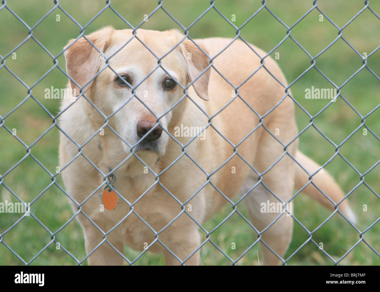 Poor dog hi-res stock photography and images - Alamy