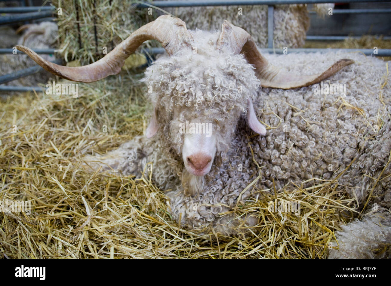 Blueberry Angora Goat Stock Photo - Alamy