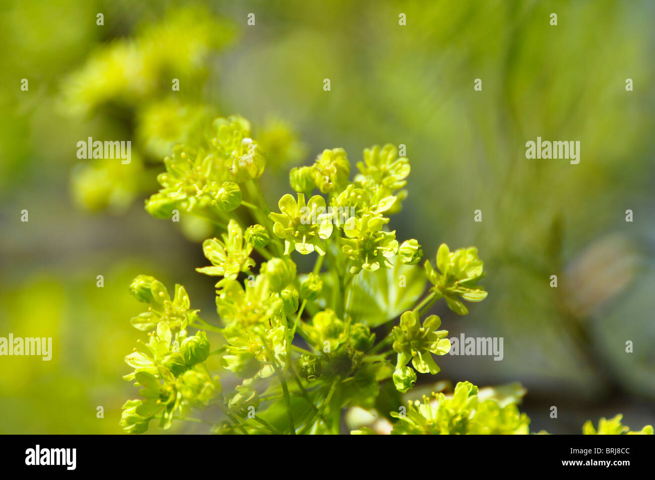 Norway maple flowers hi-res stock photography and images - Alamy