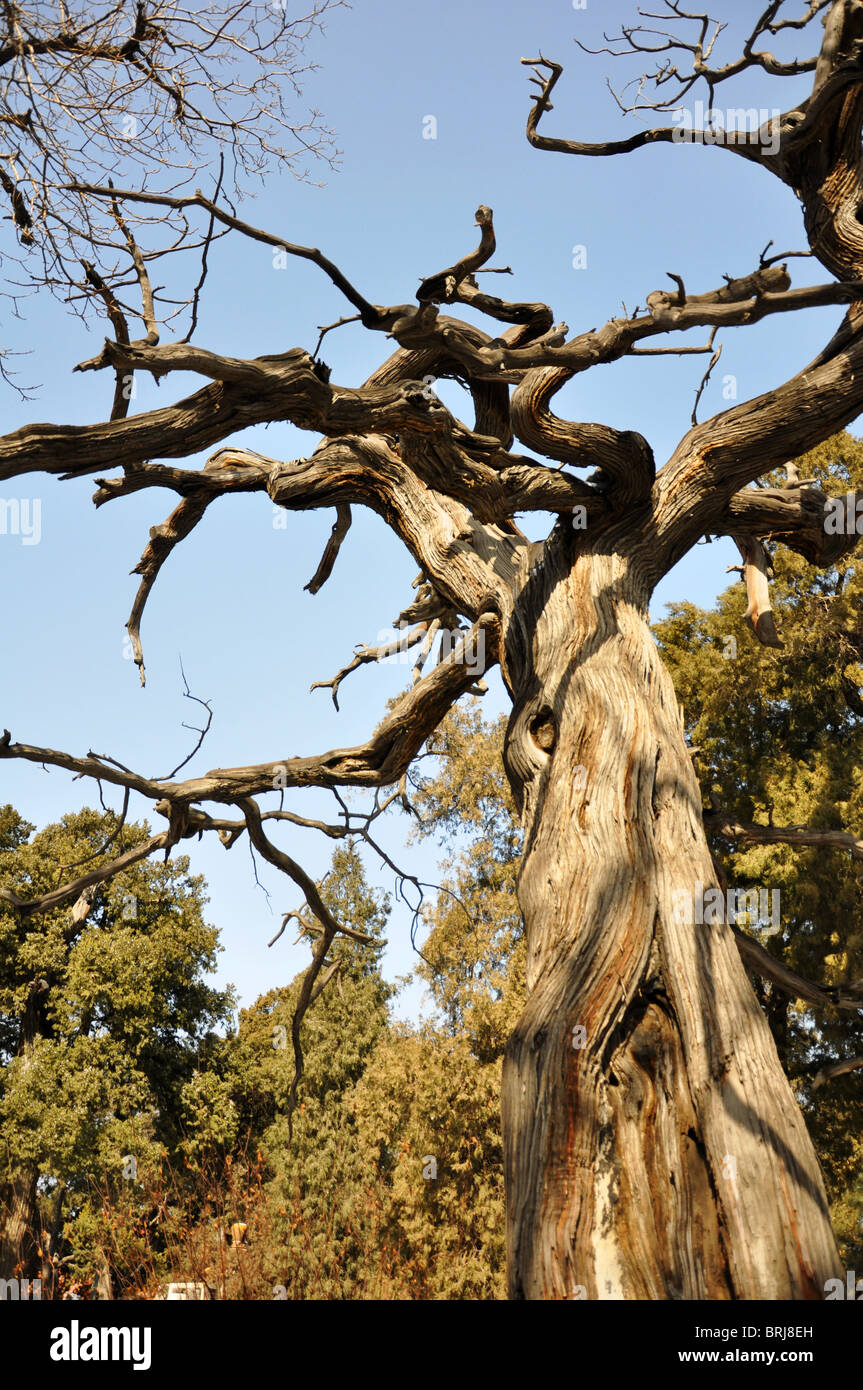 Tree in Forbidden City in Beijing in China Stock Photo - Alamy