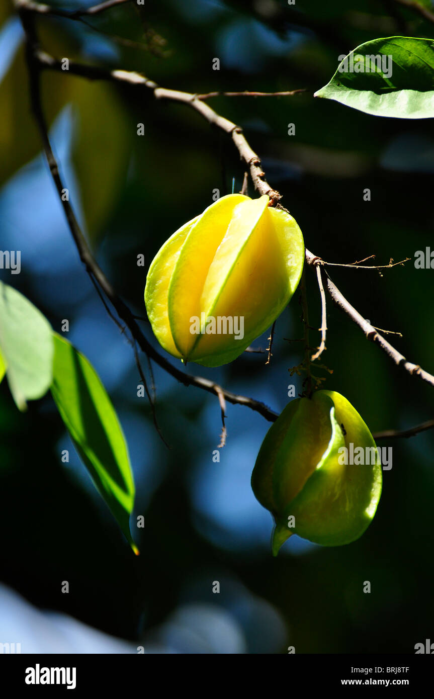Starfruit in a tree hi-res stock photography and images - Alamy
