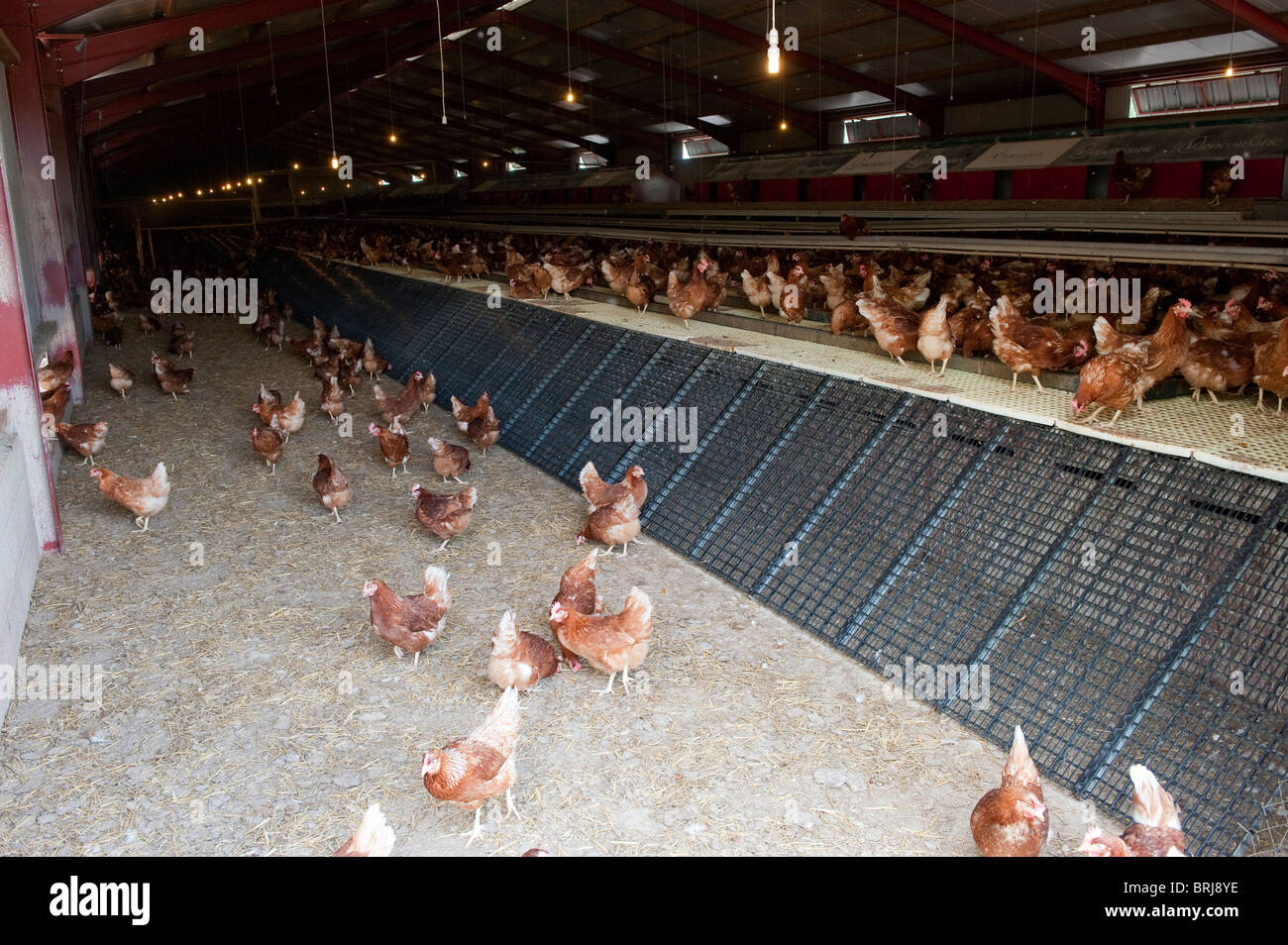 Inside a Free Range egg unit Stock Photo - Alamy
