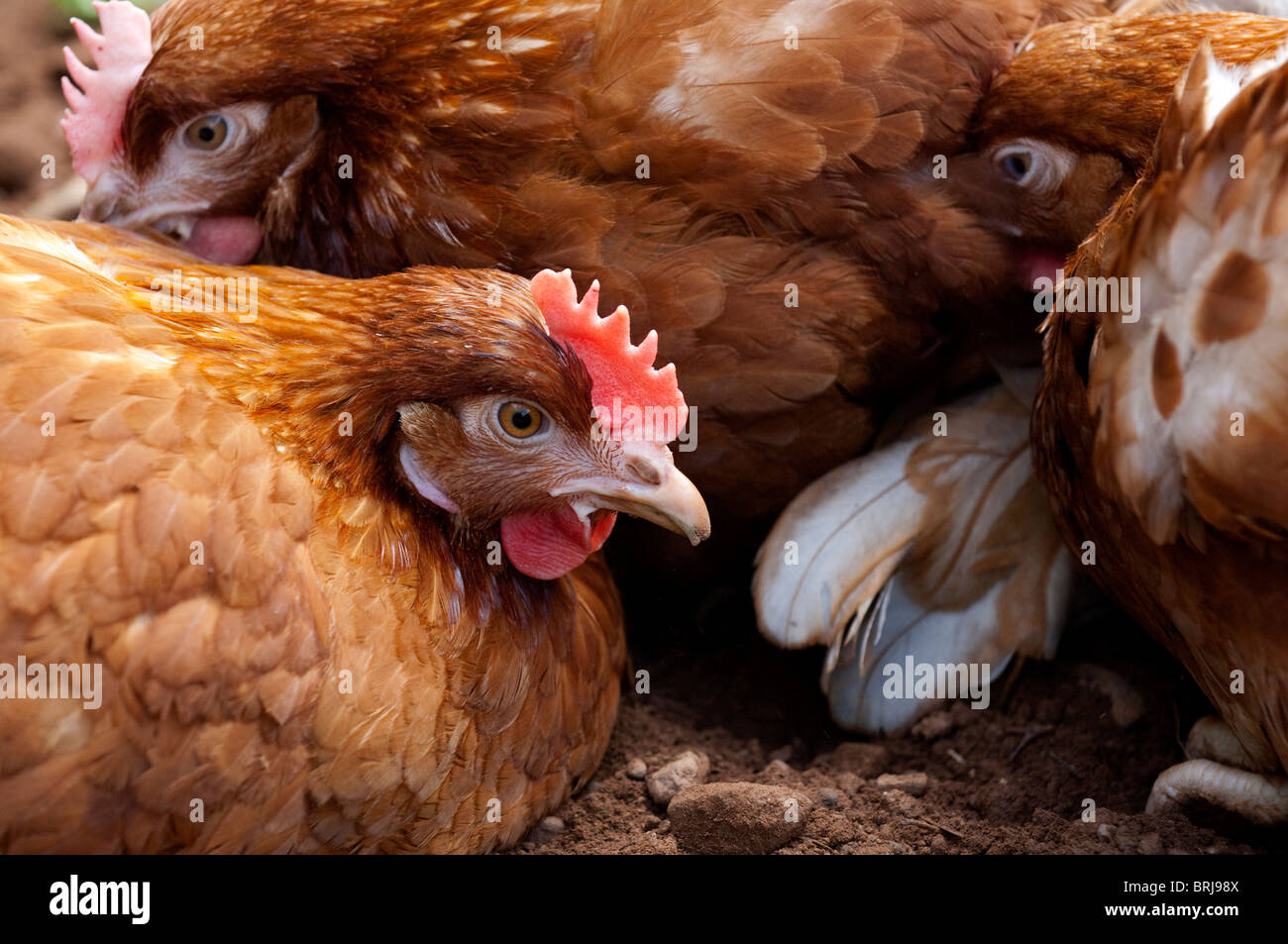 Dust bath hen hi-res stock photography and images - Alamy