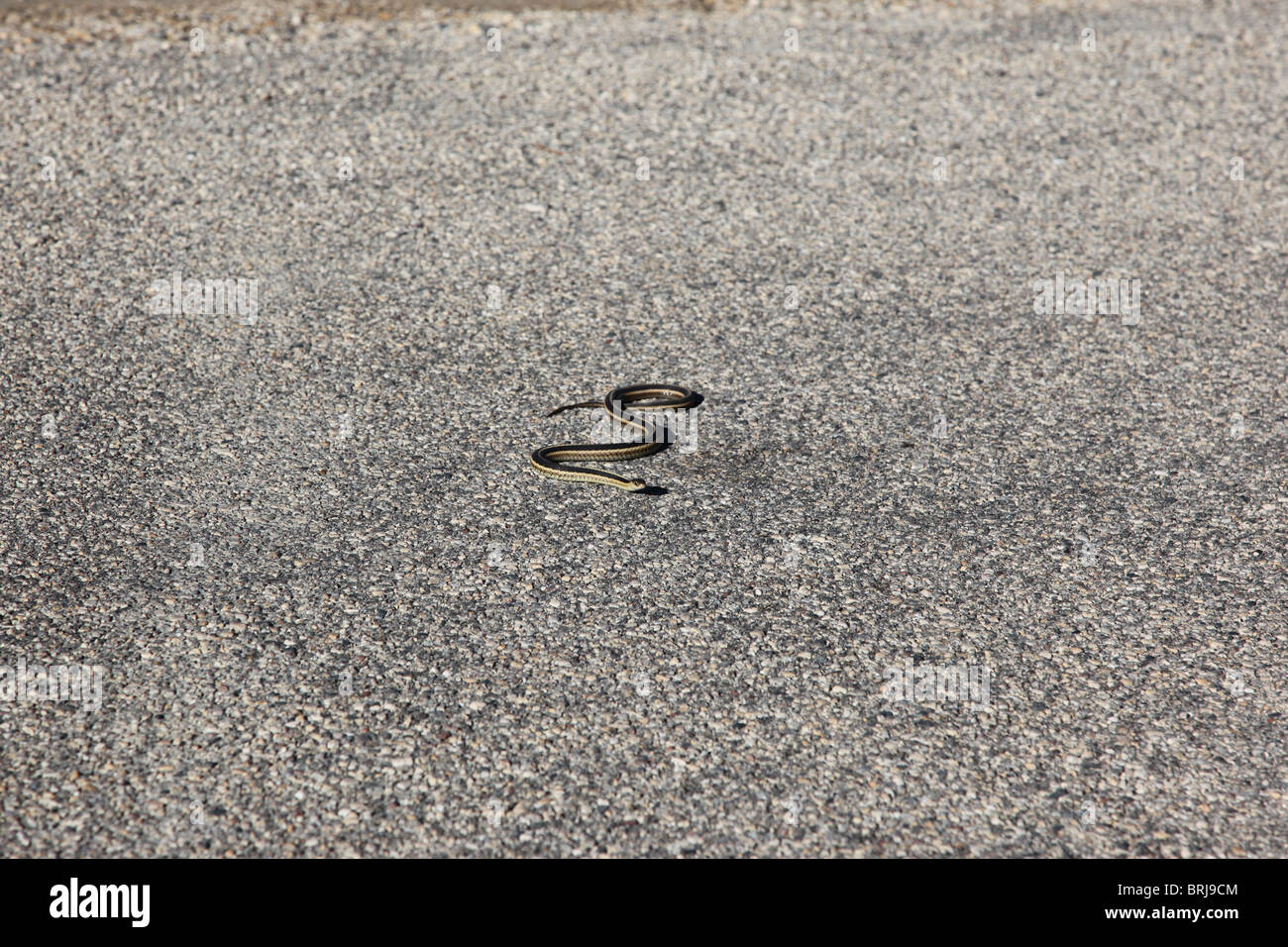 Relaxed snake hi-res stock photography and images - Alamy