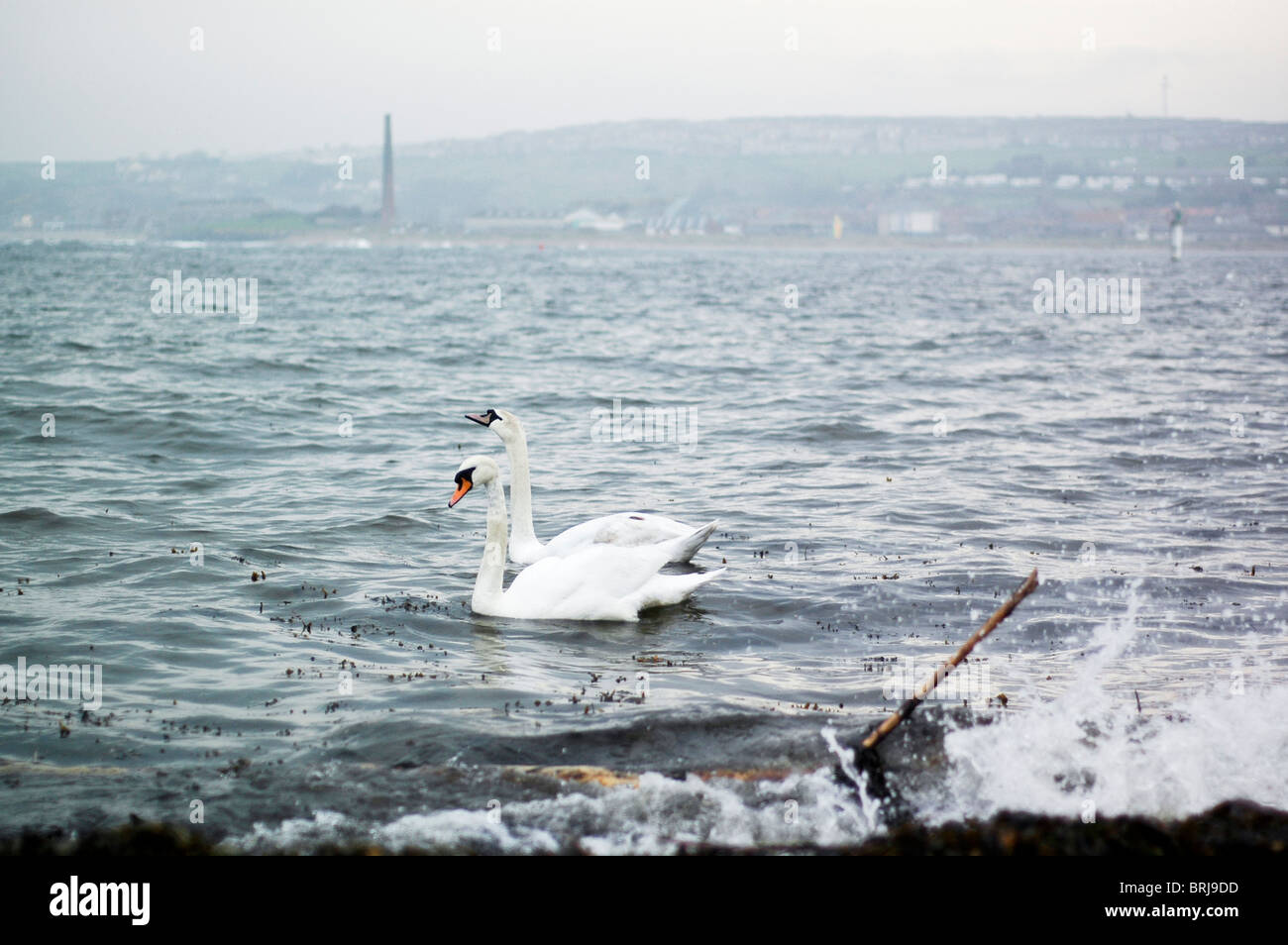 A pair of Mute Swans in the North Sea at Berwick-upon-Tweed, with a ...