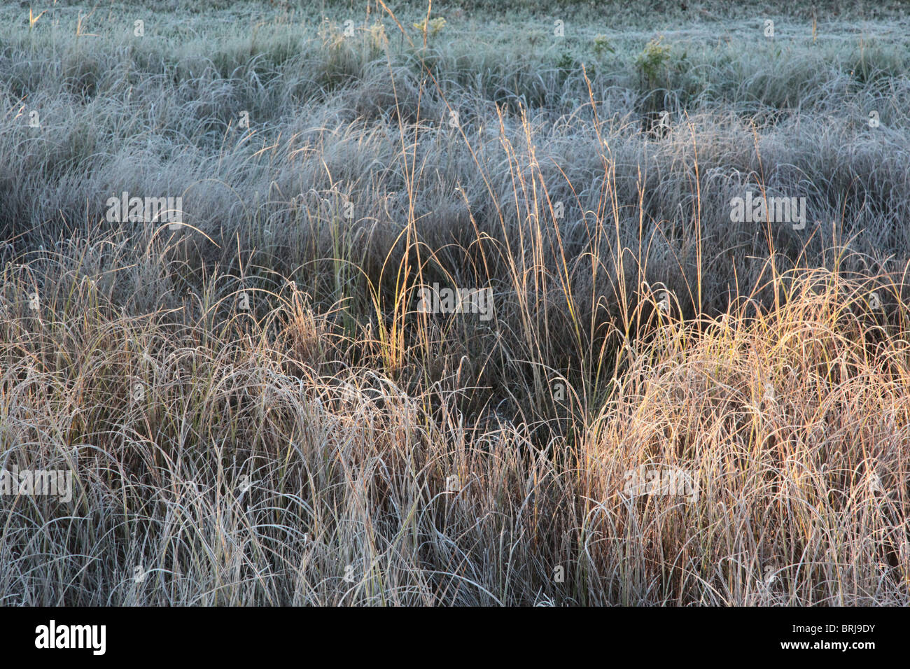 Muted colouring hi-res stock photography and images - Alamy