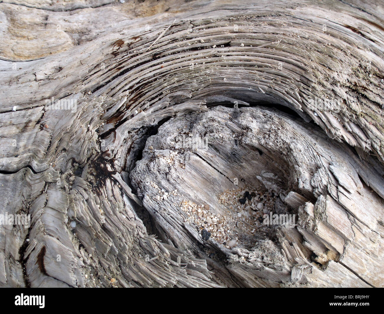 Knot pattern in dried out driftwood log Stock Photo - Alamy