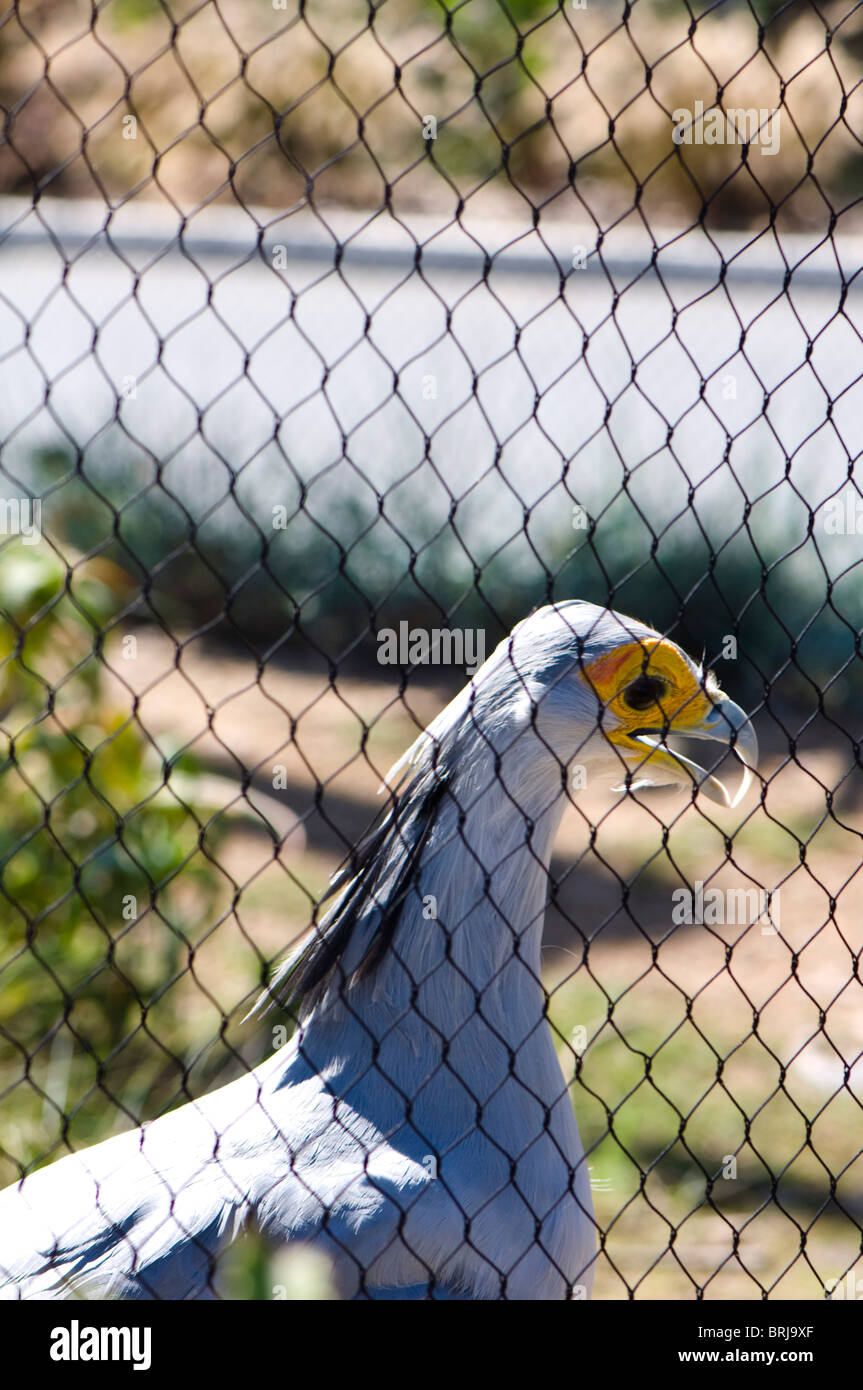 Very funny bird hi-res stock photography and images - Alamy