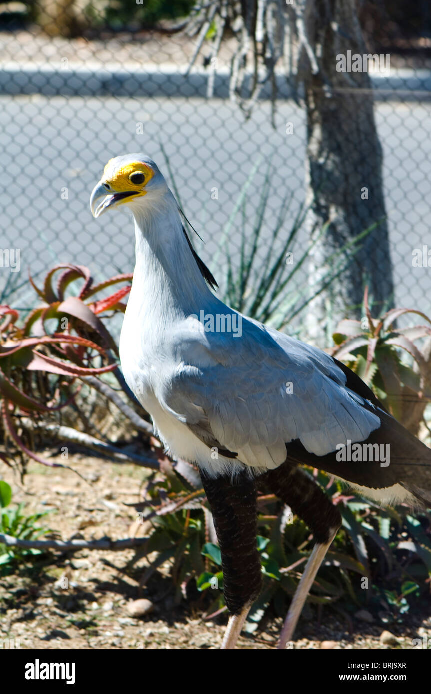 Funny bird hi-res stock photography and images - Alamy