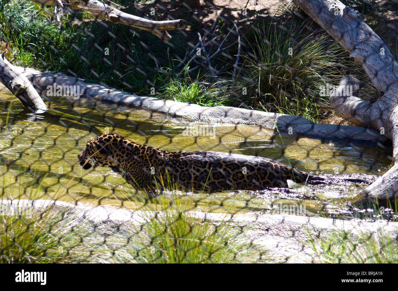 Swimming Leopard Panthera in San Diego Zoo Stock Photo - Alamy