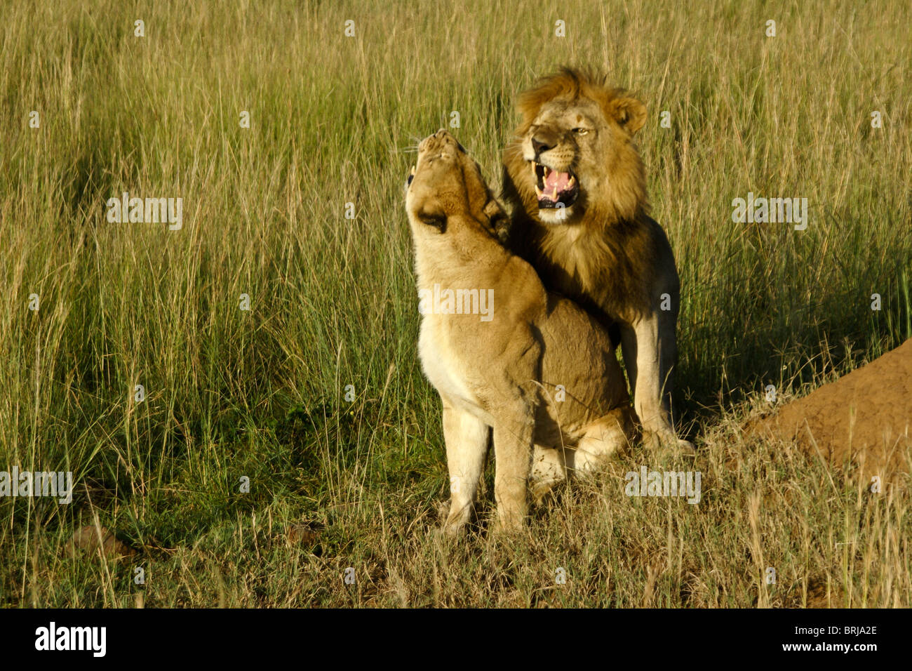 Lions mating hi-res stock photography and images - Alamy