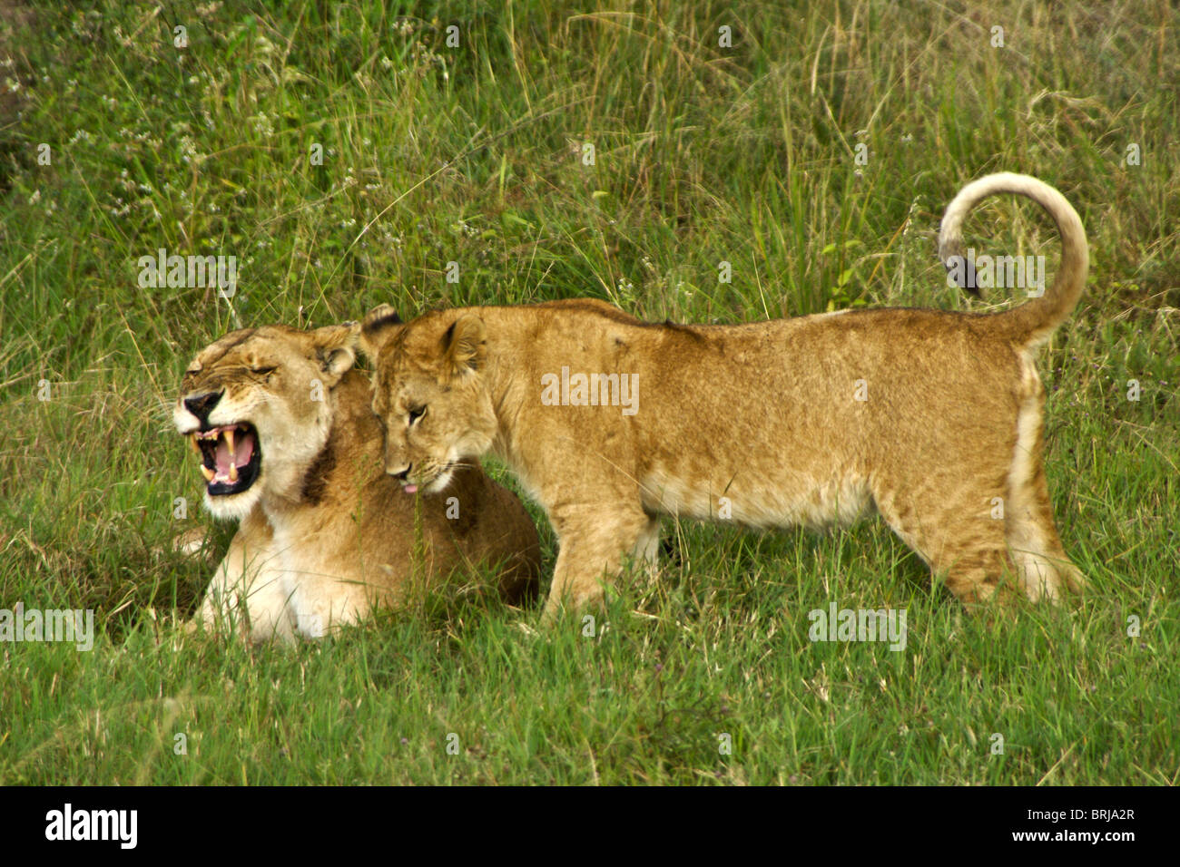 Lioness snarling at cub, Masai Mara, Kenya Stock Photo - Alamy