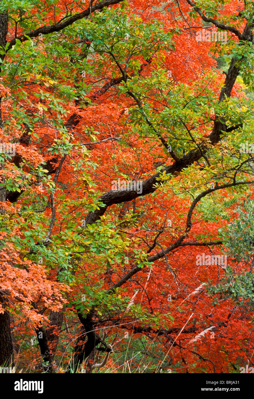 Fall color, bigtooth maples and chinquapin oaks, McKittreick Canyon ...