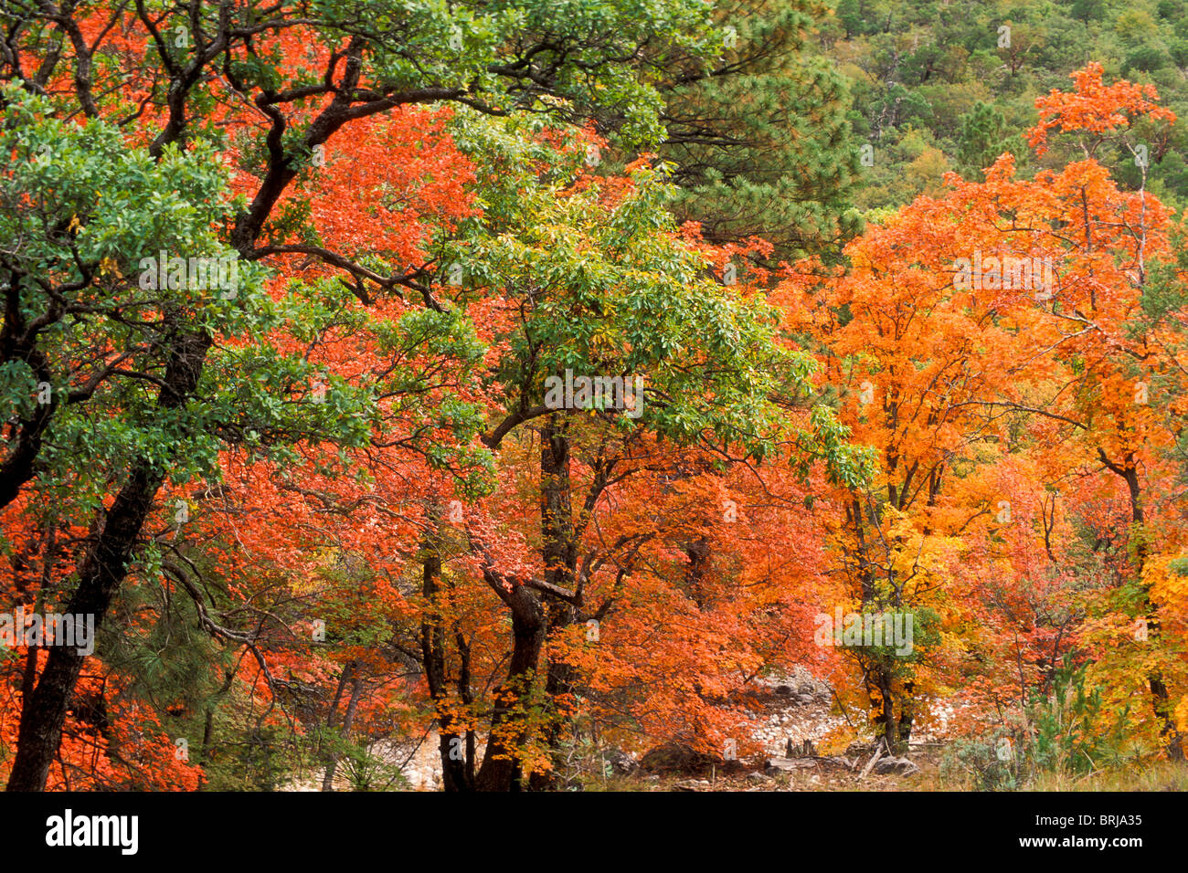 Fall color, bigtooth maples and chinquapin oaks, McKittreick Canyon ...