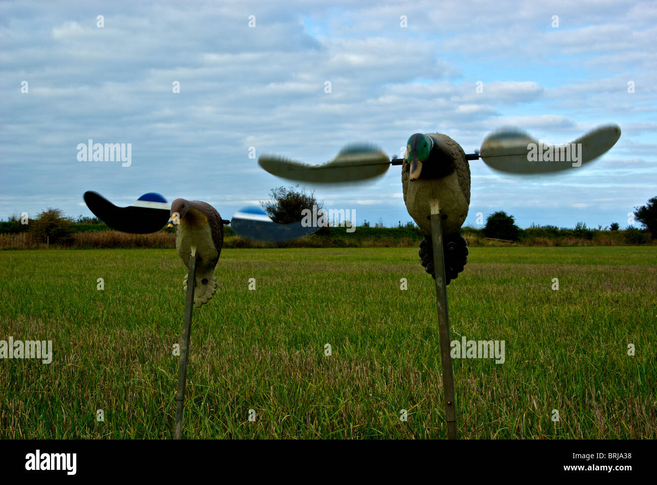 Rotating motorized wings in high speed motion blur on hen and drake ...