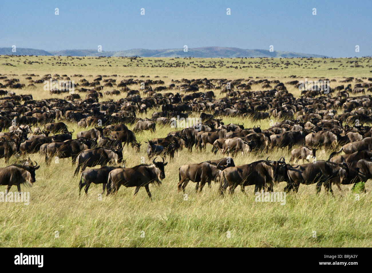 African animals migrating hi-res stock photography and images - Alamy