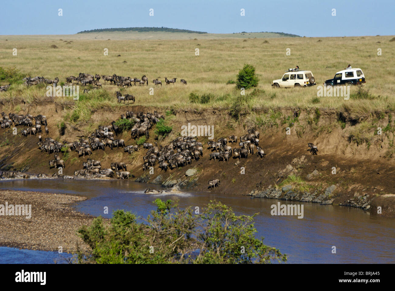 Migrating wildebeests crossing river, Masai Mara, Kenya Stock Photo - Alamy