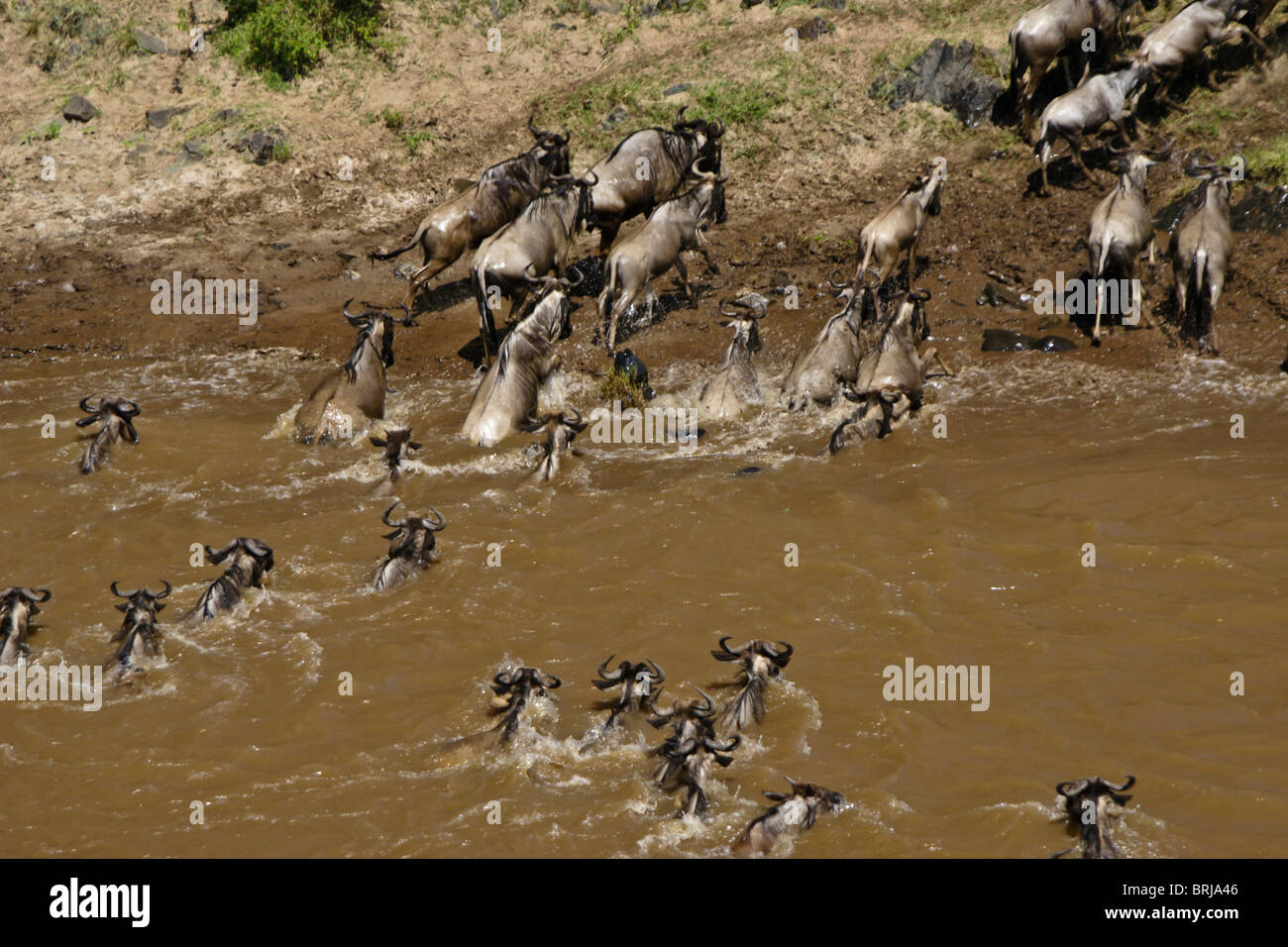 Migrating wildebeests crossing river, Masai Mara, Kenya Stock Photo - Alamy