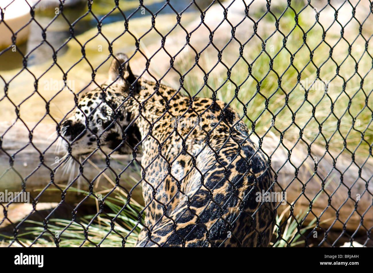 Leopard Panthera in San Diego Zoo Stock Photo - Alamy