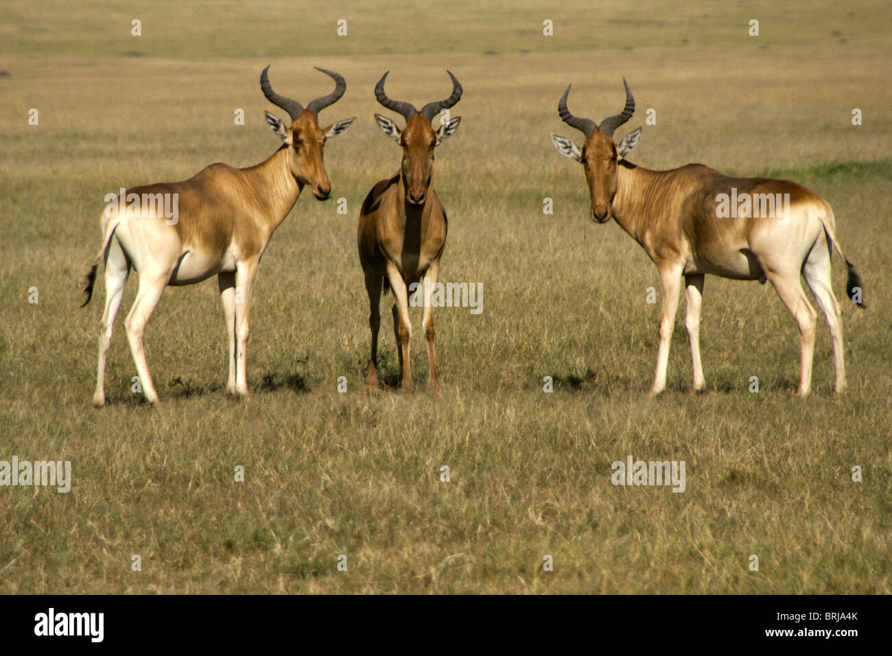 African savanna antelope grassland grazer kongoni hi-res stock ...