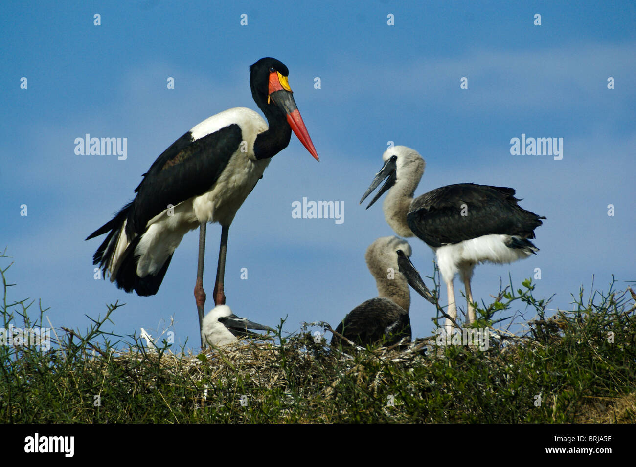 Saddle Billed Stork