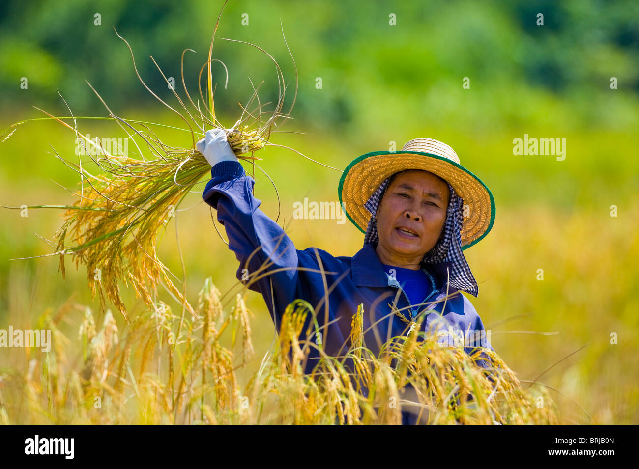Old chinese farmer working in hi-res stock photography and images - Alamy