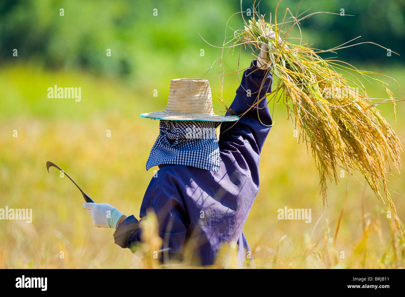 hard working woman cutting rice in the fields Stock Photo - Alamy