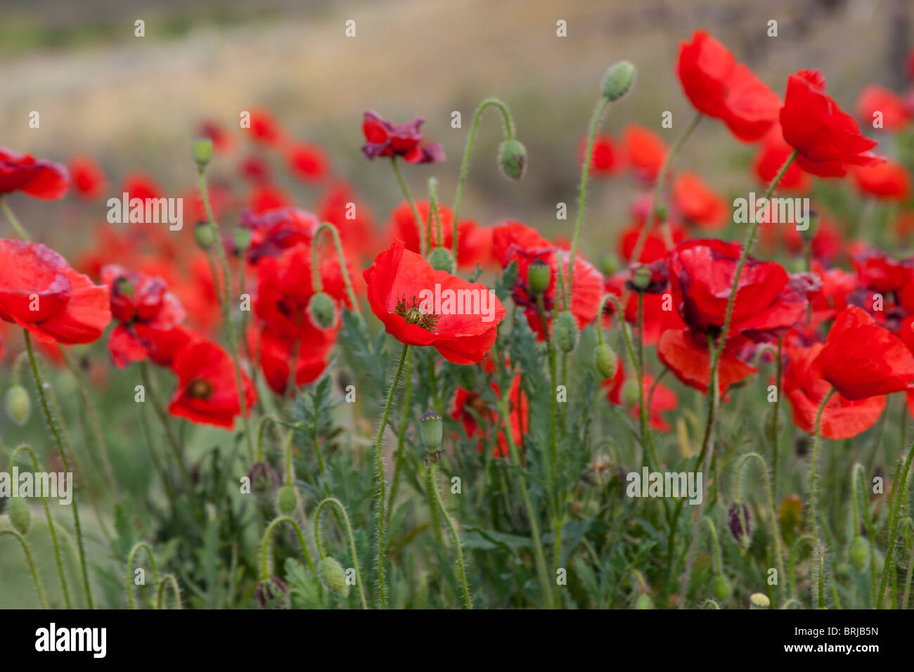 Red poppy hi-res stock photography and images - Alamy