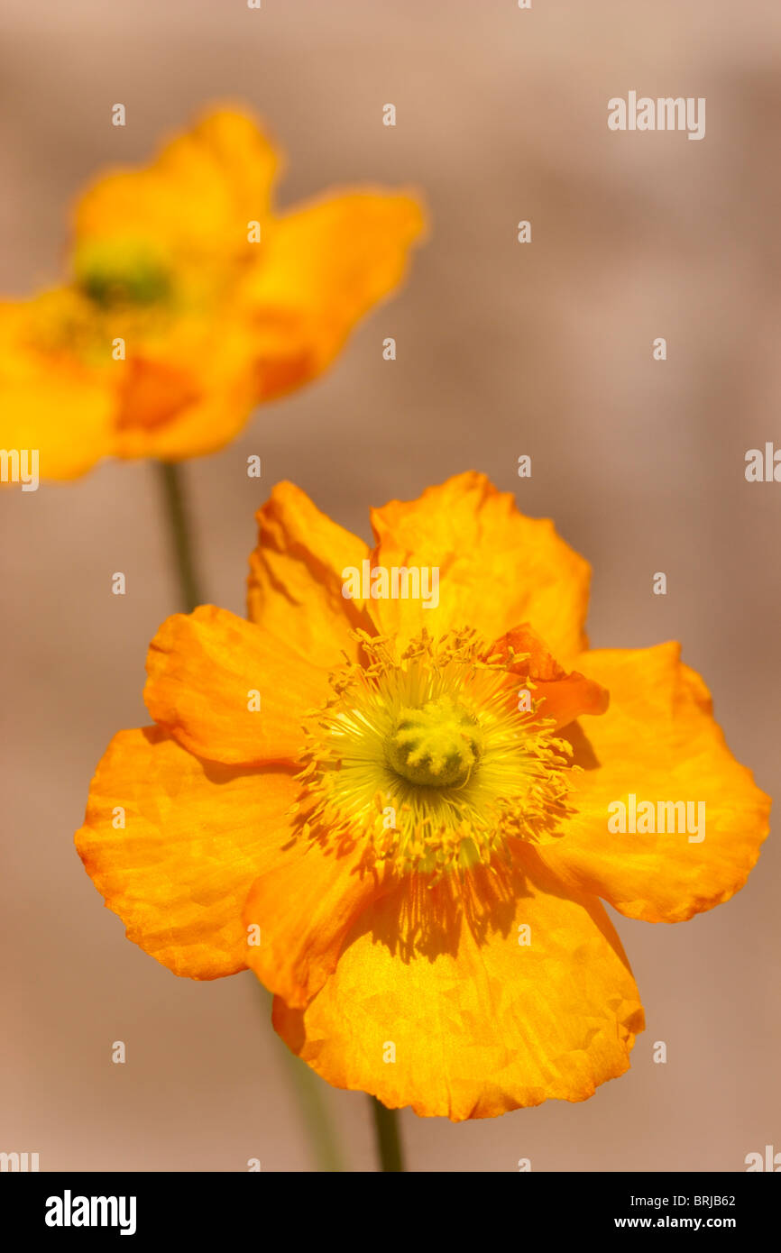 flower colourful colorful yellow orange poppy Stock Photo - Alamy