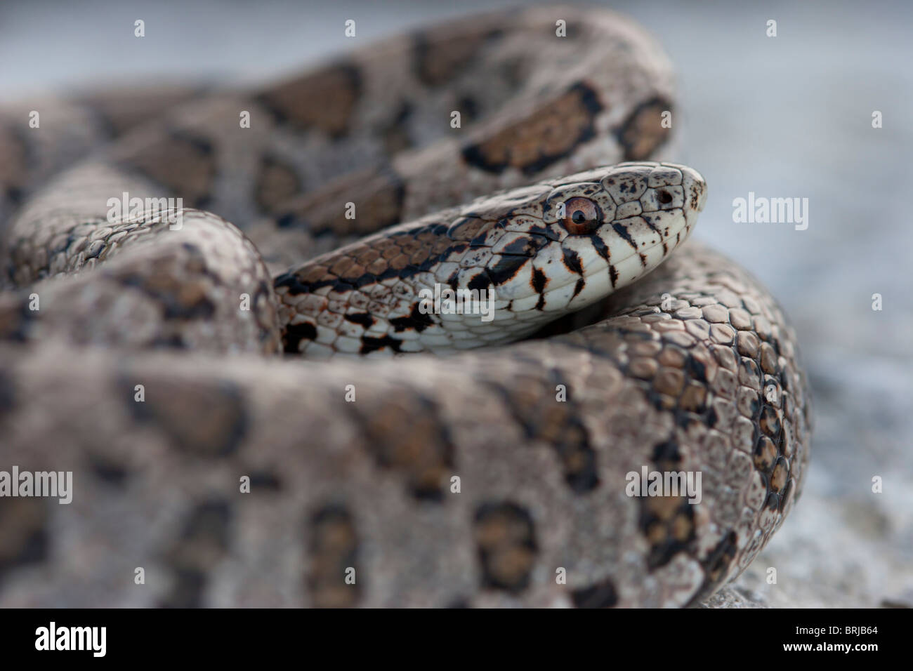 Eastern Milk Snake Bite