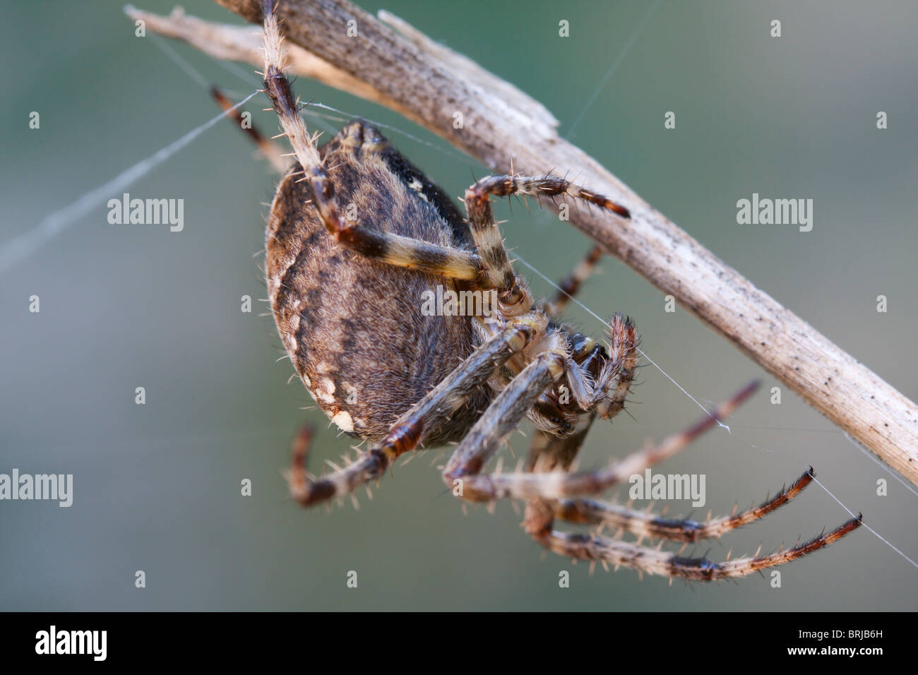 spider web spinning web Stock Photo - Alamy