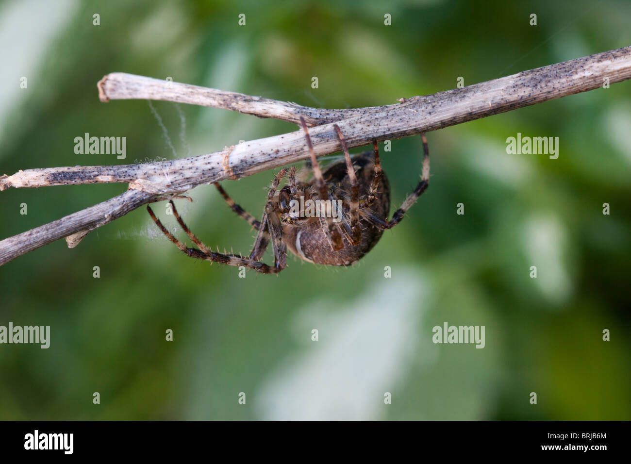 Web spinning spider hi-res stock photography and images - Alamy