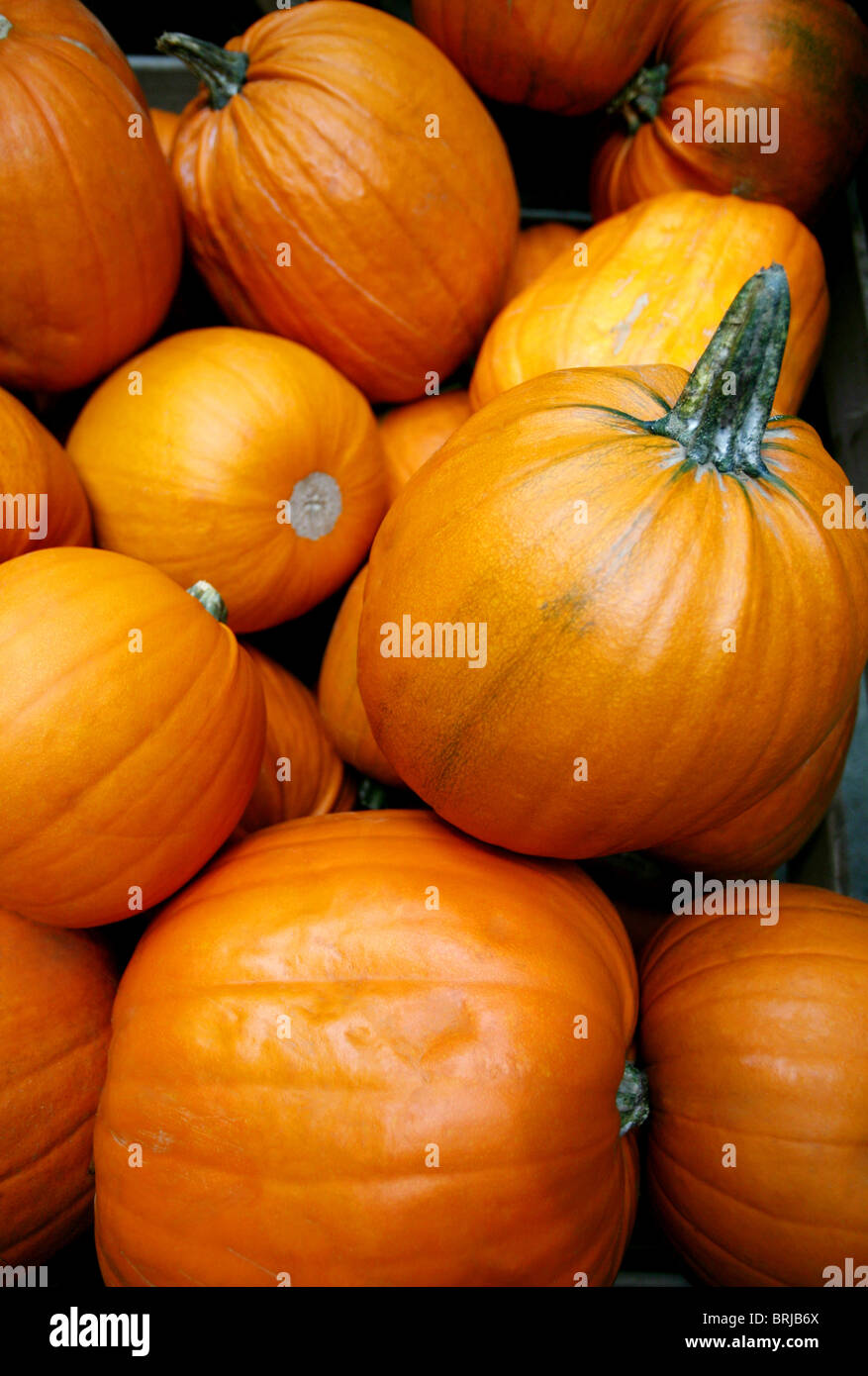 Selection of pumpkins hi-res stock photography and images - Alamy
