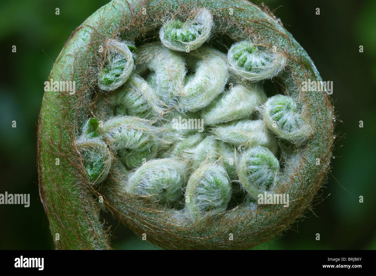 Tree Fern Dicksonia antarctica Stock Photo - Alamy