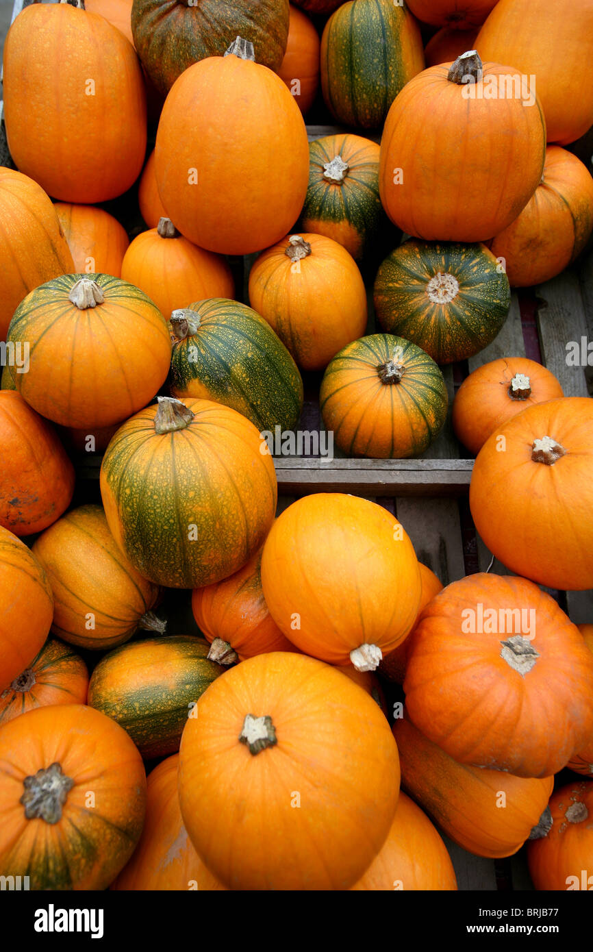 Lots pumpkins hi-res stock photography and images - Alamy
