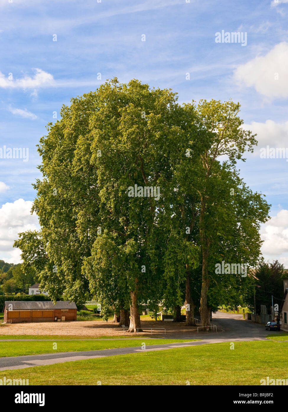 200-year old group of tall Platanus acerfolia / Plane trees - France ...