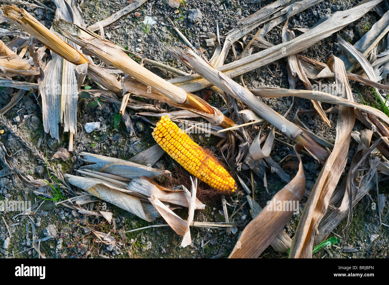 Remains of harvested maize / sweet corn - Indre-et-Loire, France Stock ...