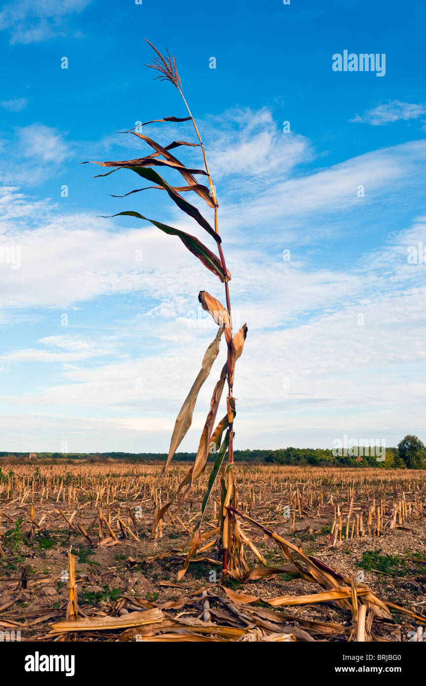 Maize corn stems hi-res stock photography and images - Alamy