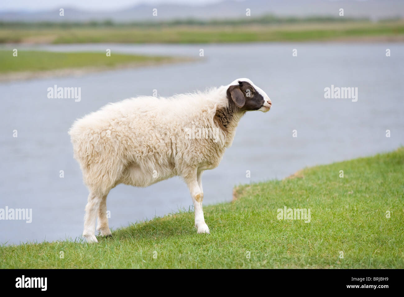solitary light sheep with brown cheek at grass river bank Stock Photo ...