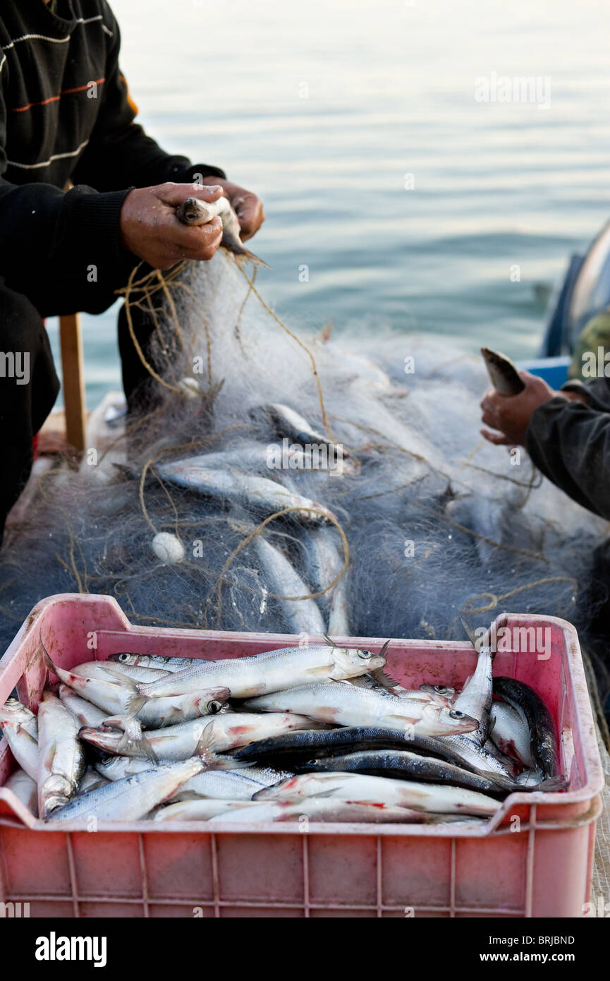 hands take fish out of a net Stock Photo - Alamy