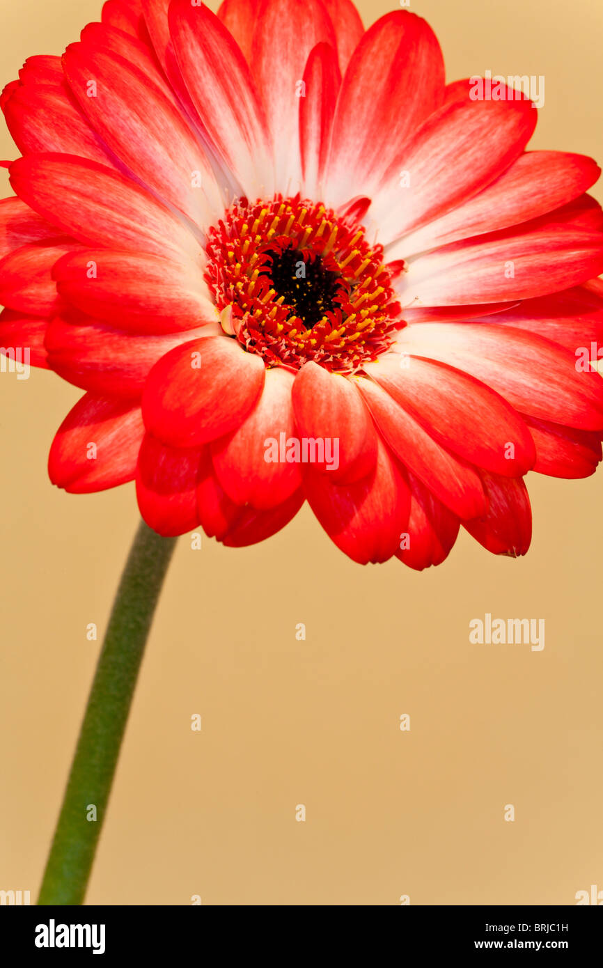 Germini kite hi-res stock photography and images - Alamy