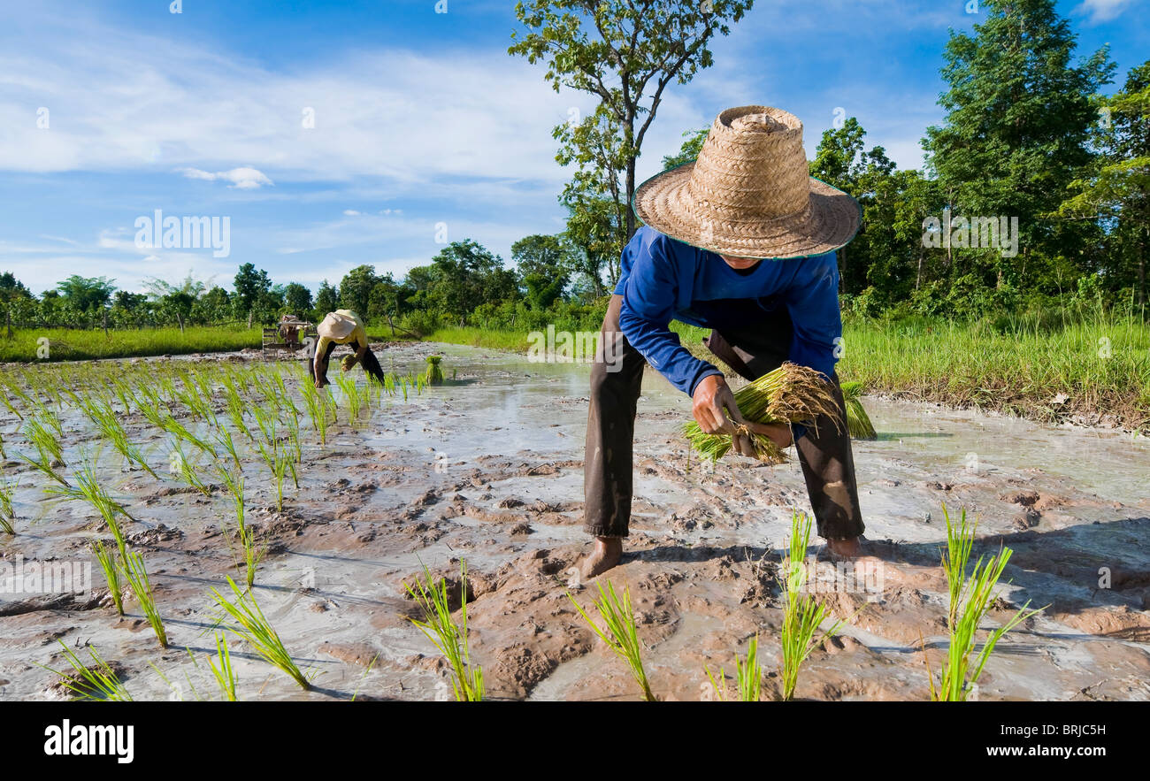 hard working father and son out in the rice fields. shot up country in ...