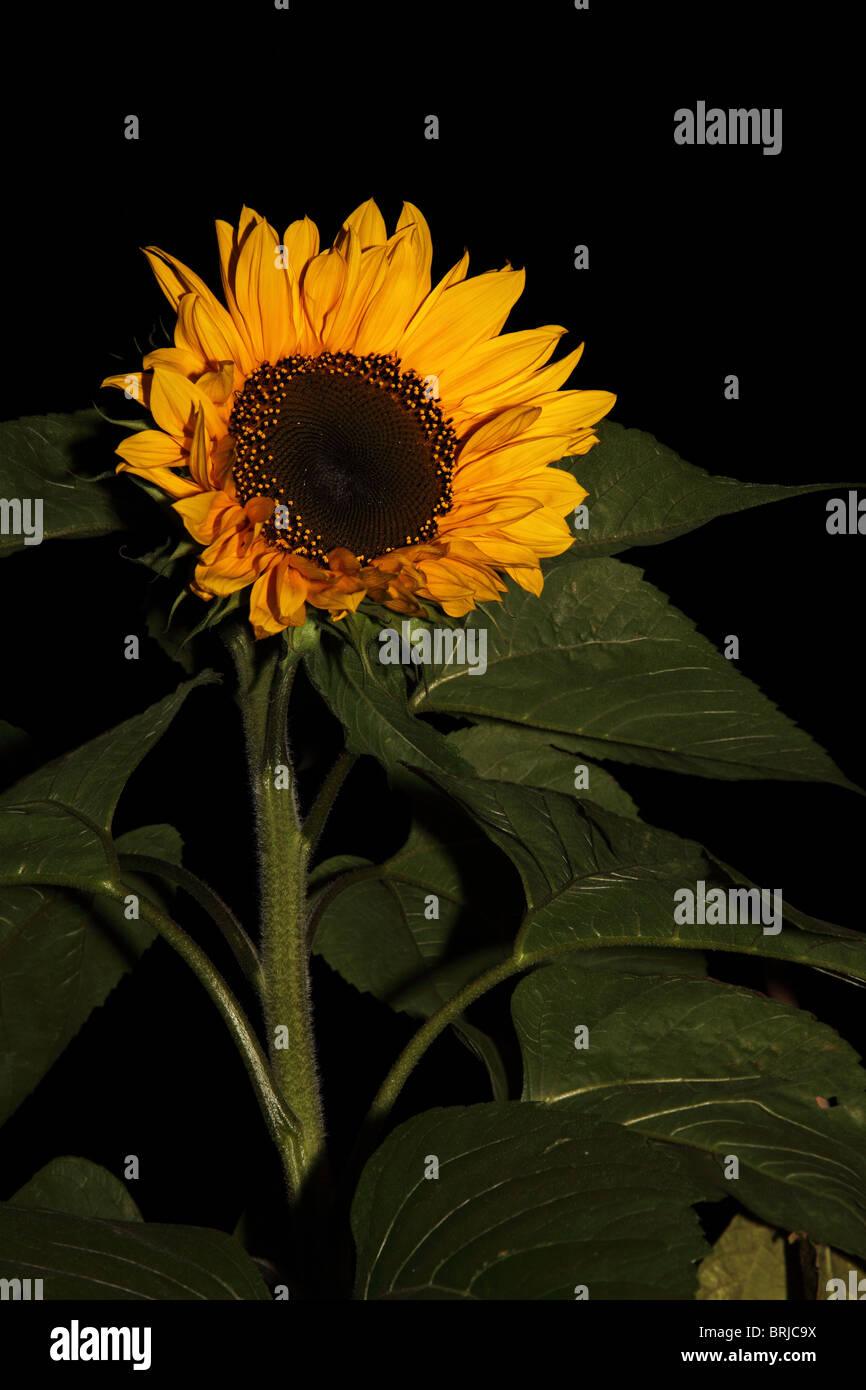 Sunflower at night Stock Photo - Alamy