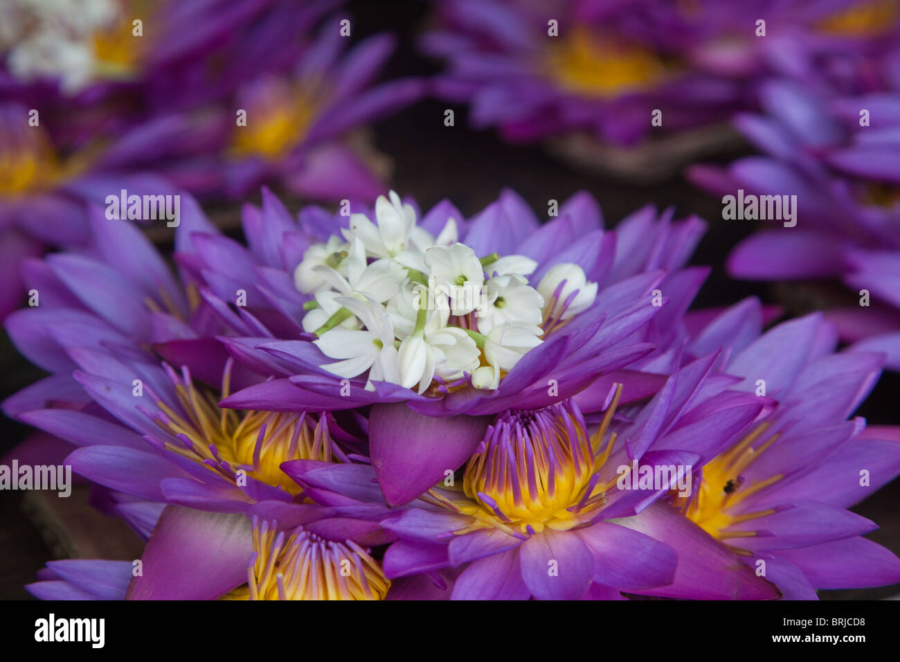 Offerings flowers buddhist temple hi-res stock photography and images ...