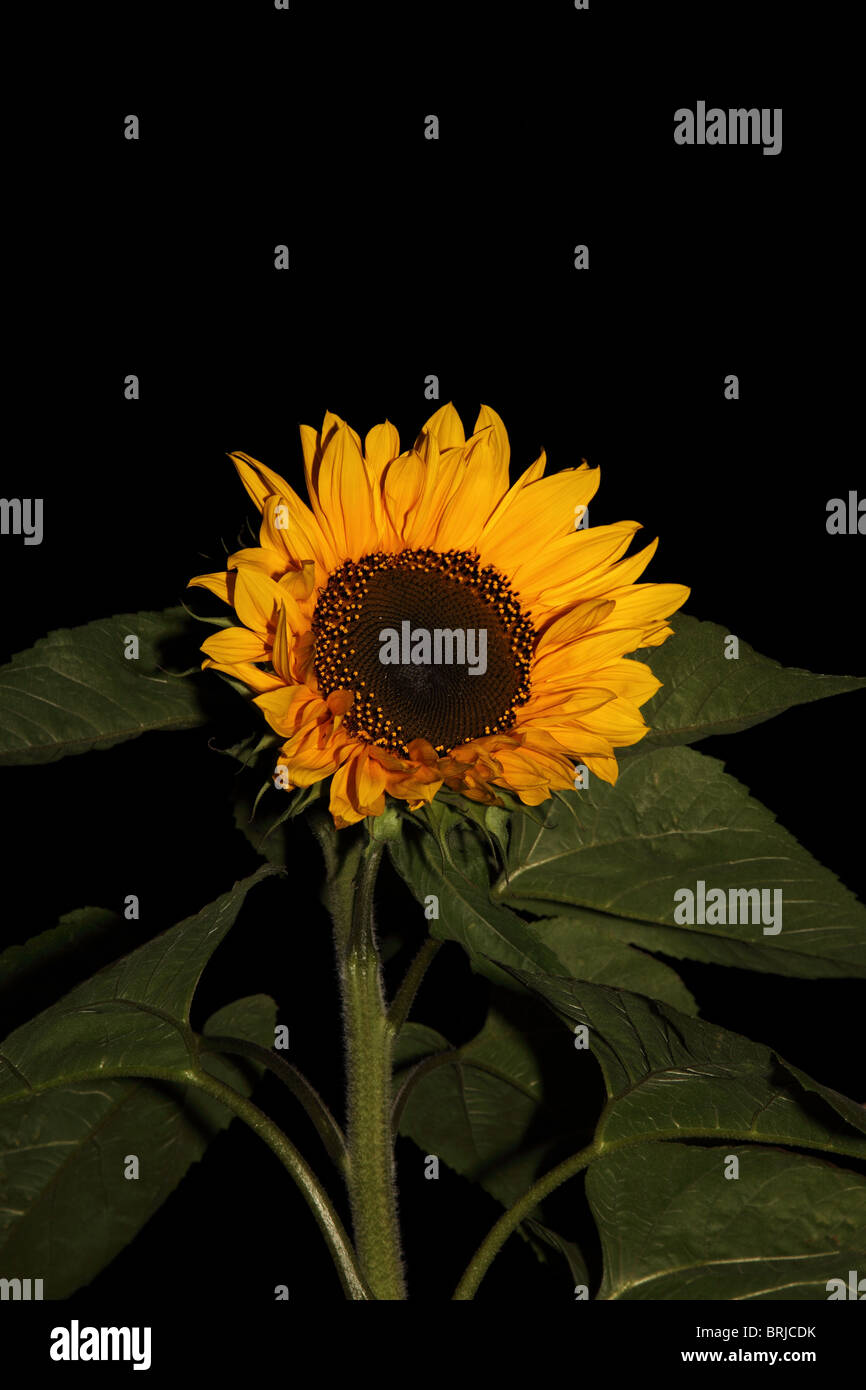 Sunflower at night Stock Photo - Alamy