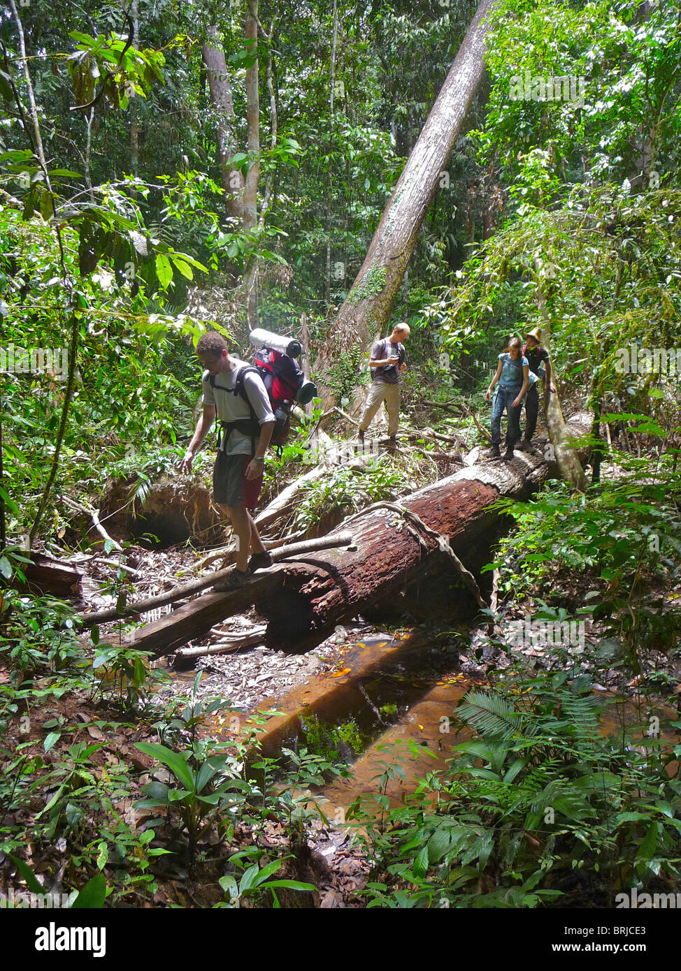 The tropical rain forests of the world continue to shrink in size due ...