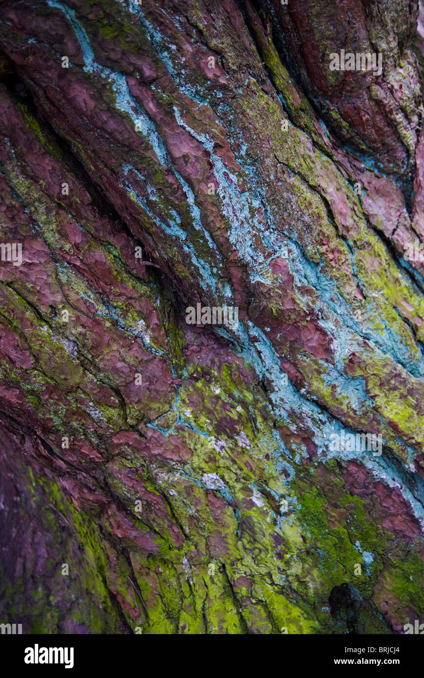 Colourful tree bark hi-res stock photography and images - Alamy