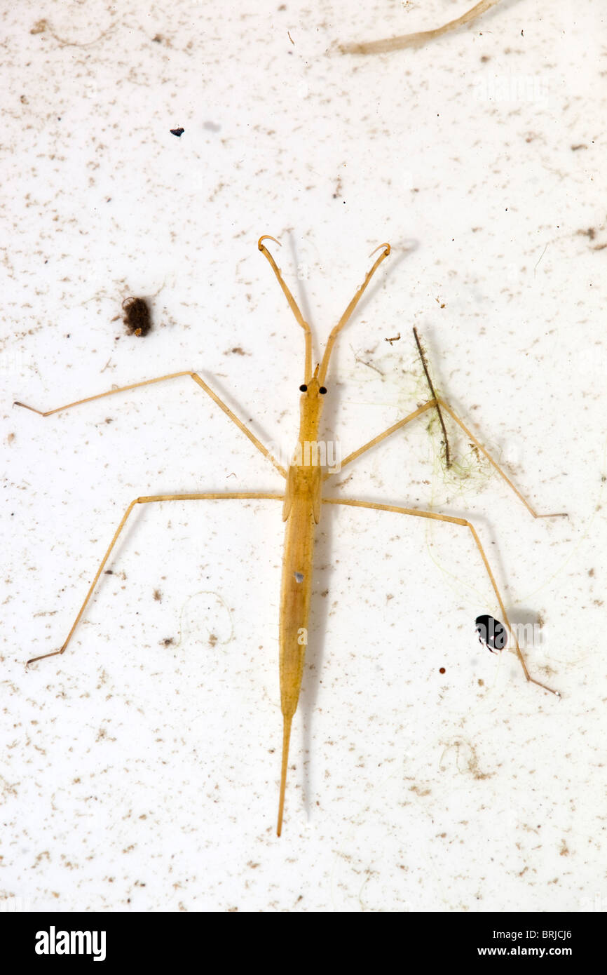 Water Stick Insect; Ranatra linearis Stock Photo - Alamy